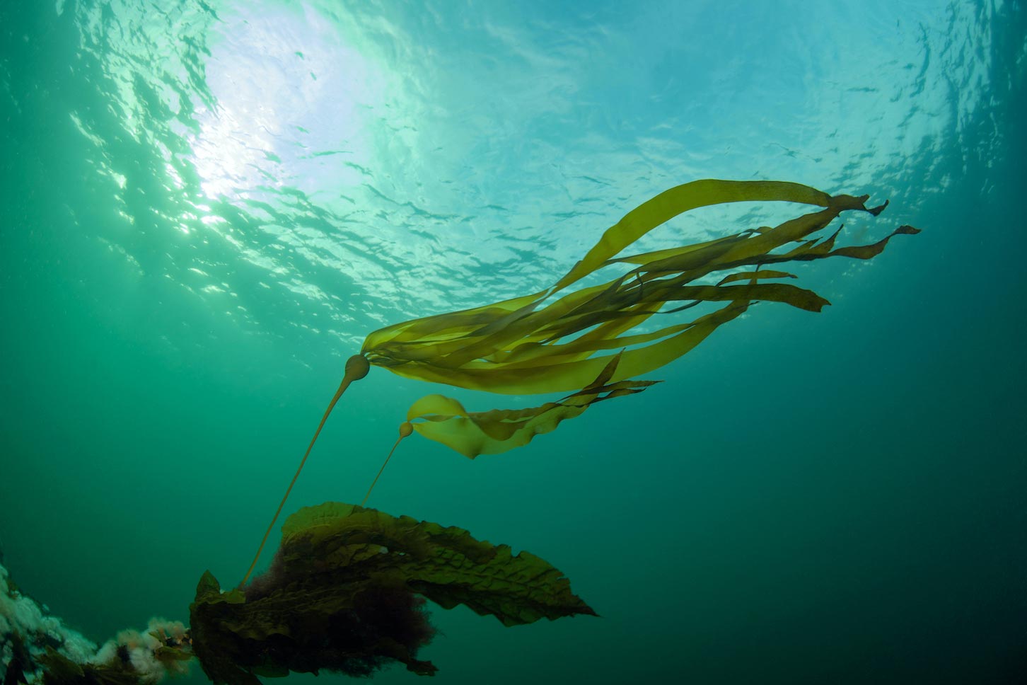 Bull Kelp - Oregon Kelp Alliance