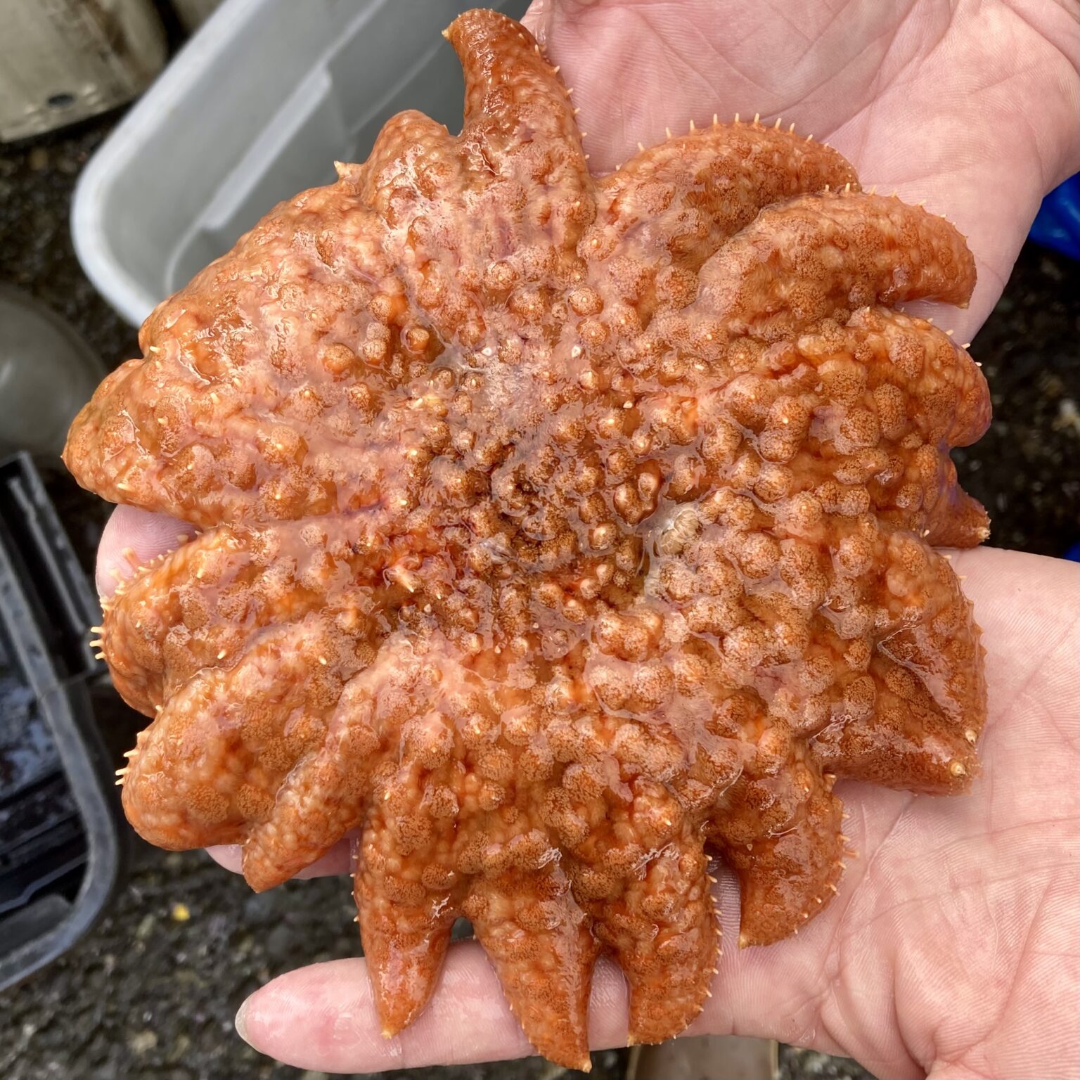 Sunflower Sea Star Recovery - Oregon Kelp Alliance